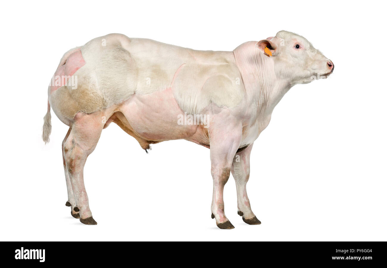 Belgian blue cow hi-res stock photography and images - Alamy