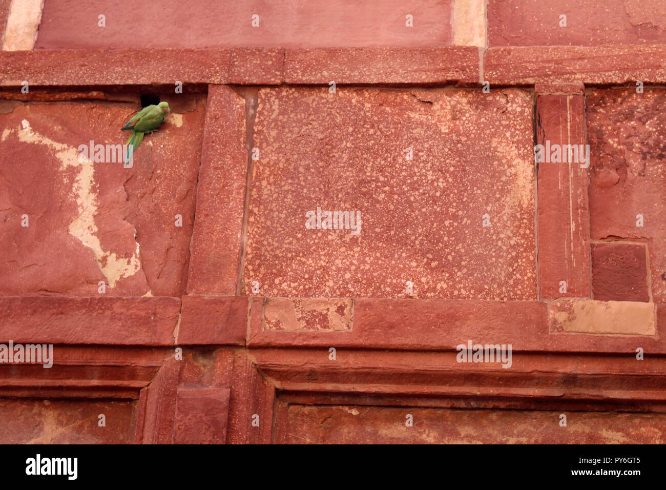 The red rustic window around Taj Mahal and a green cockatoo. Taken in ...