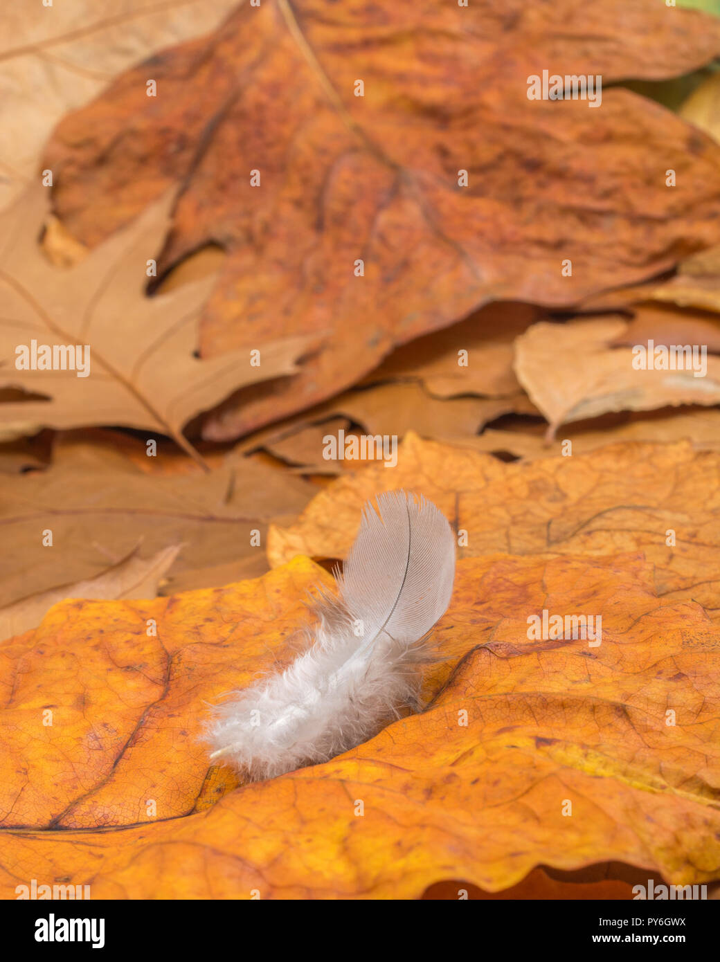Orange gold Autumnal leaves on ground with small bird's feather ...