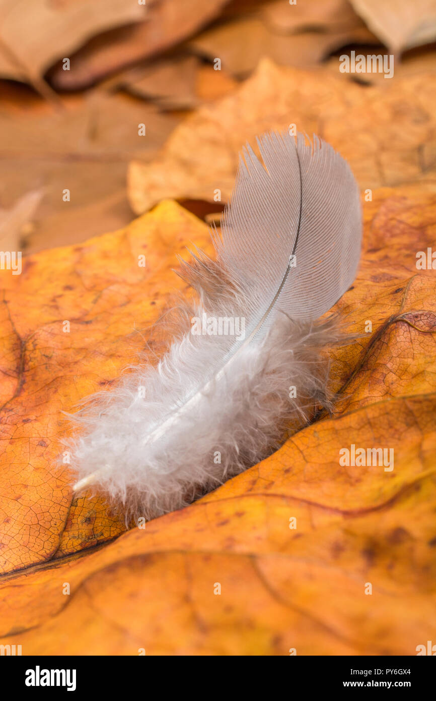 Orange gold Autumnal leaves on ground with small bird's feather ...