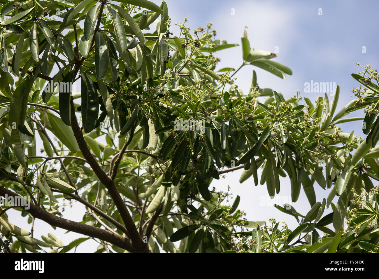 Black Flower of Blackboard Tree or Devil Tree after heavy rain Stock ...