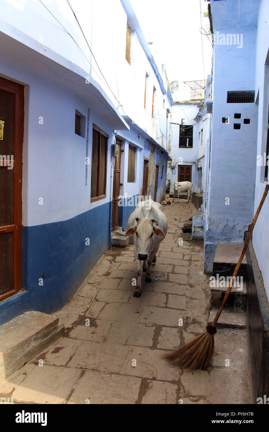 Translation: The narrow and colorful alley (plus cows) of Varanasi ...