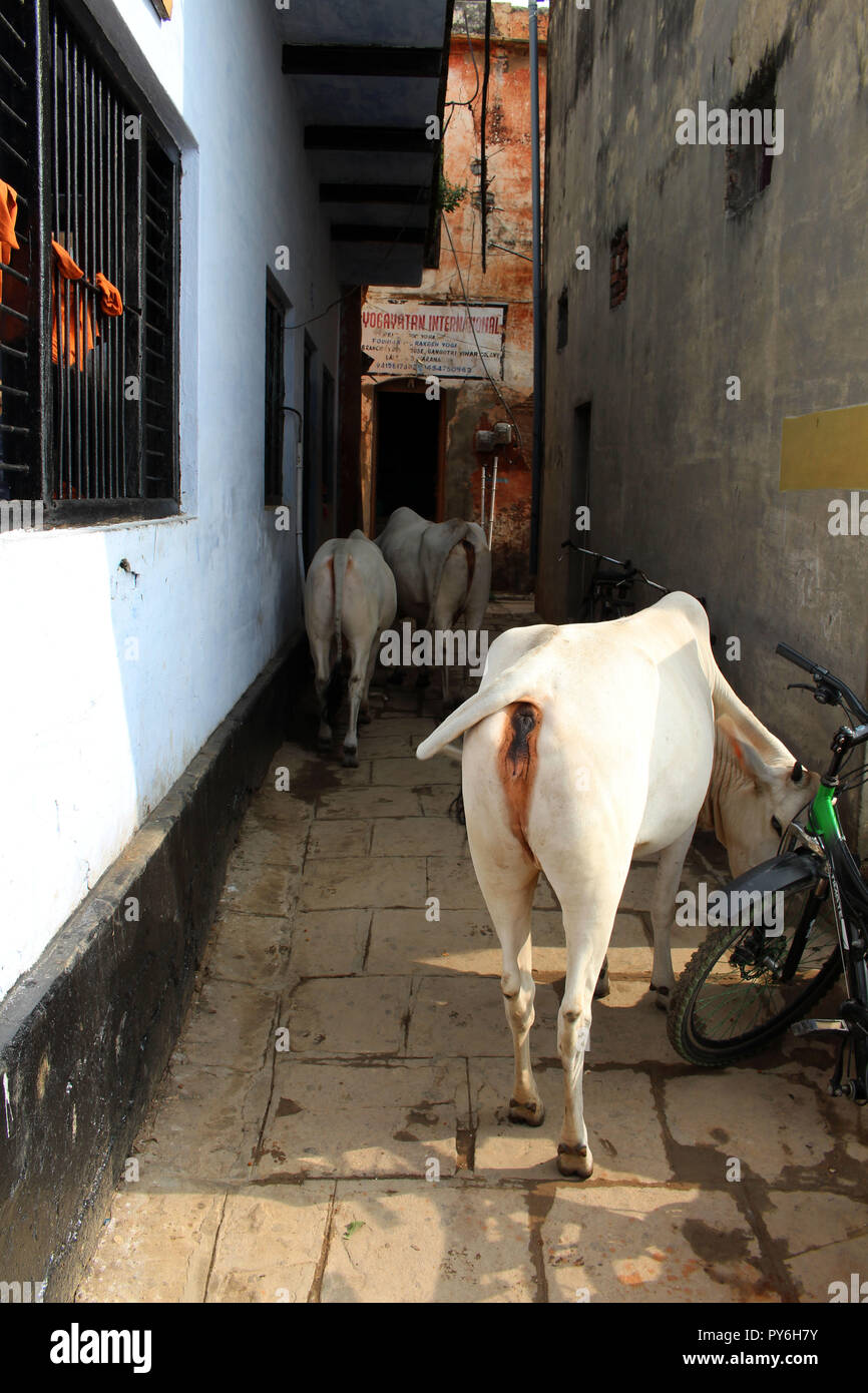 Translation: The narrow and colorful alley (plus cows) of Varanasi ...