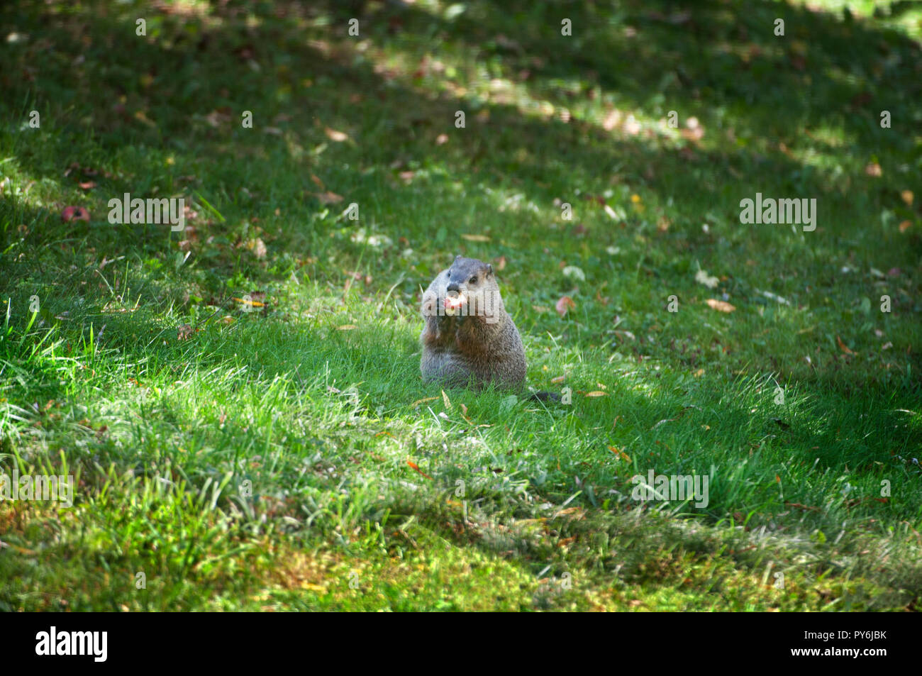 A groundhog or woodchuck eating an apple Stock Photo - Alamy
