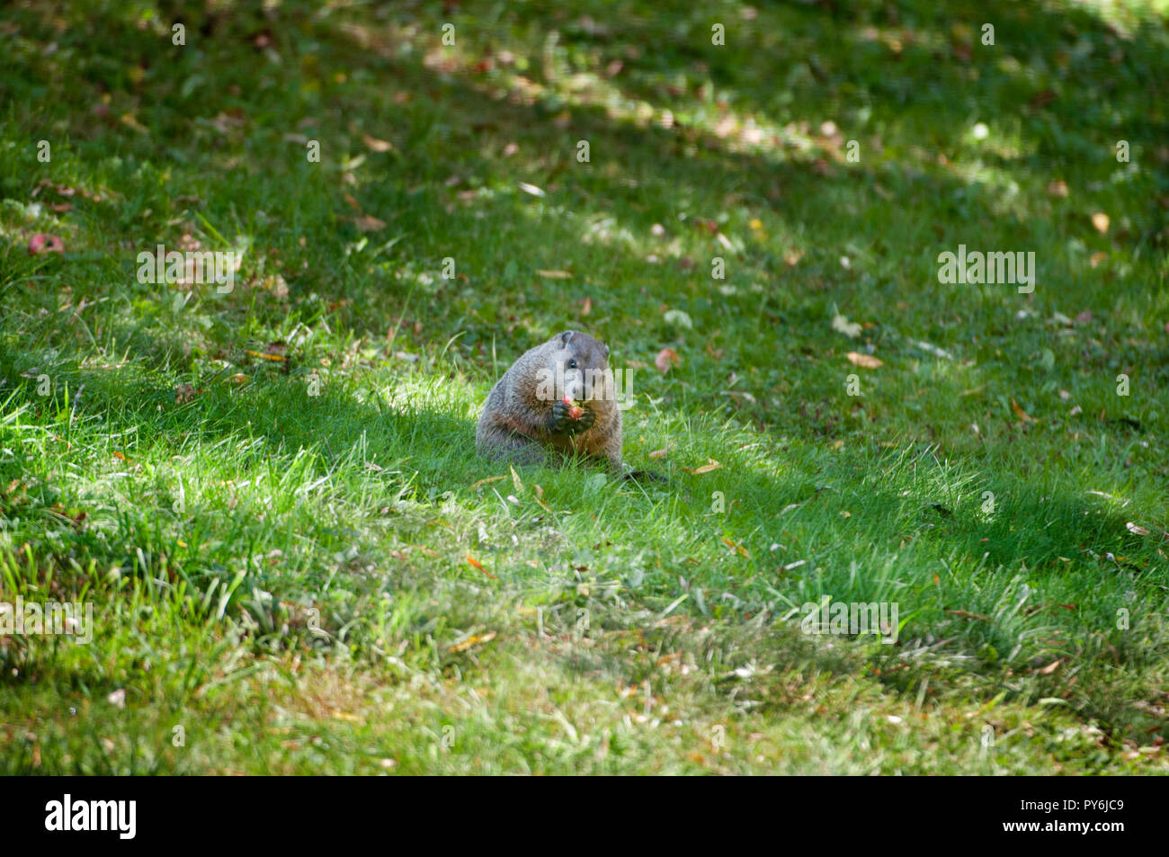 A groundhog or woodchuck eating an apple Stock Photo - Alamy