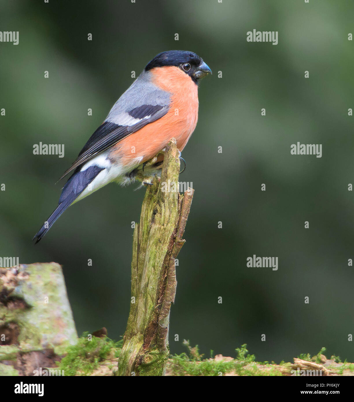 English bullfinch Pyrrhula perched on a branch in a garden England UK ...