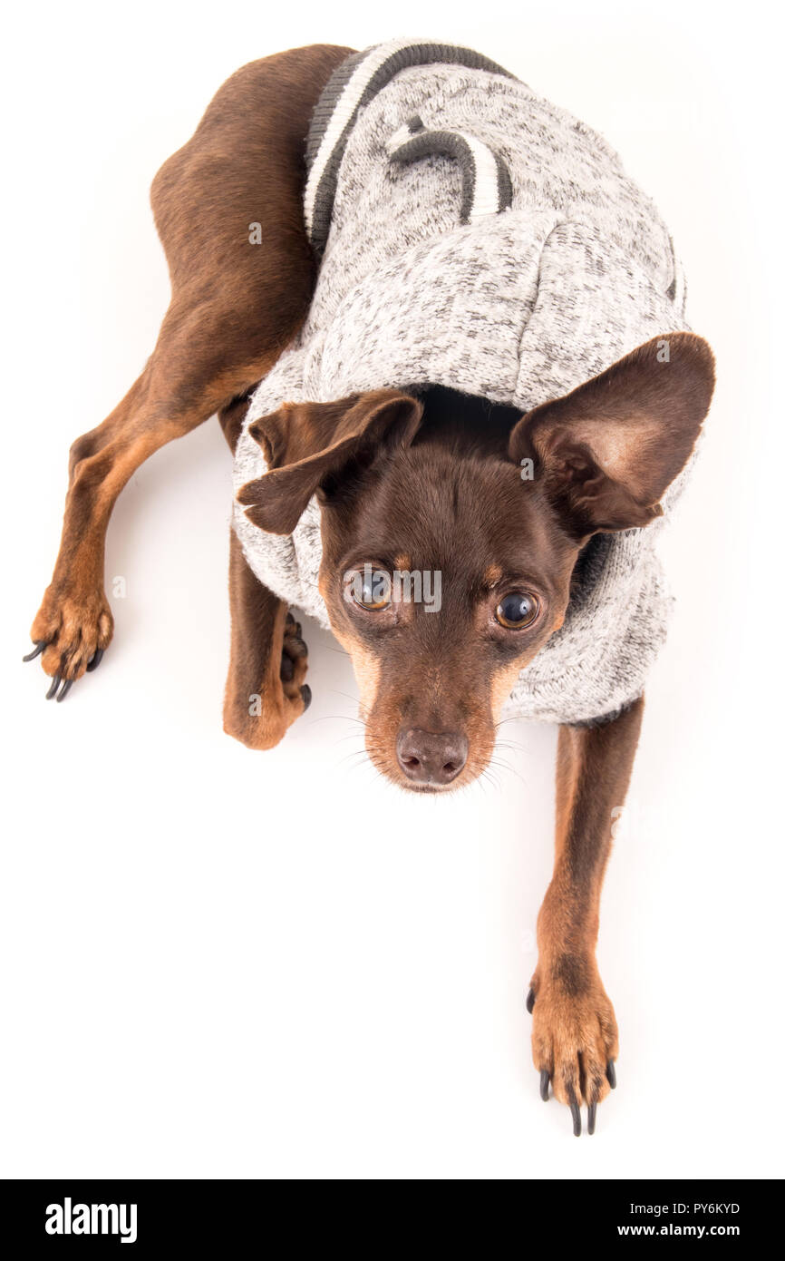 Pinscher dog isolated over white background Stock Photo - Alamy