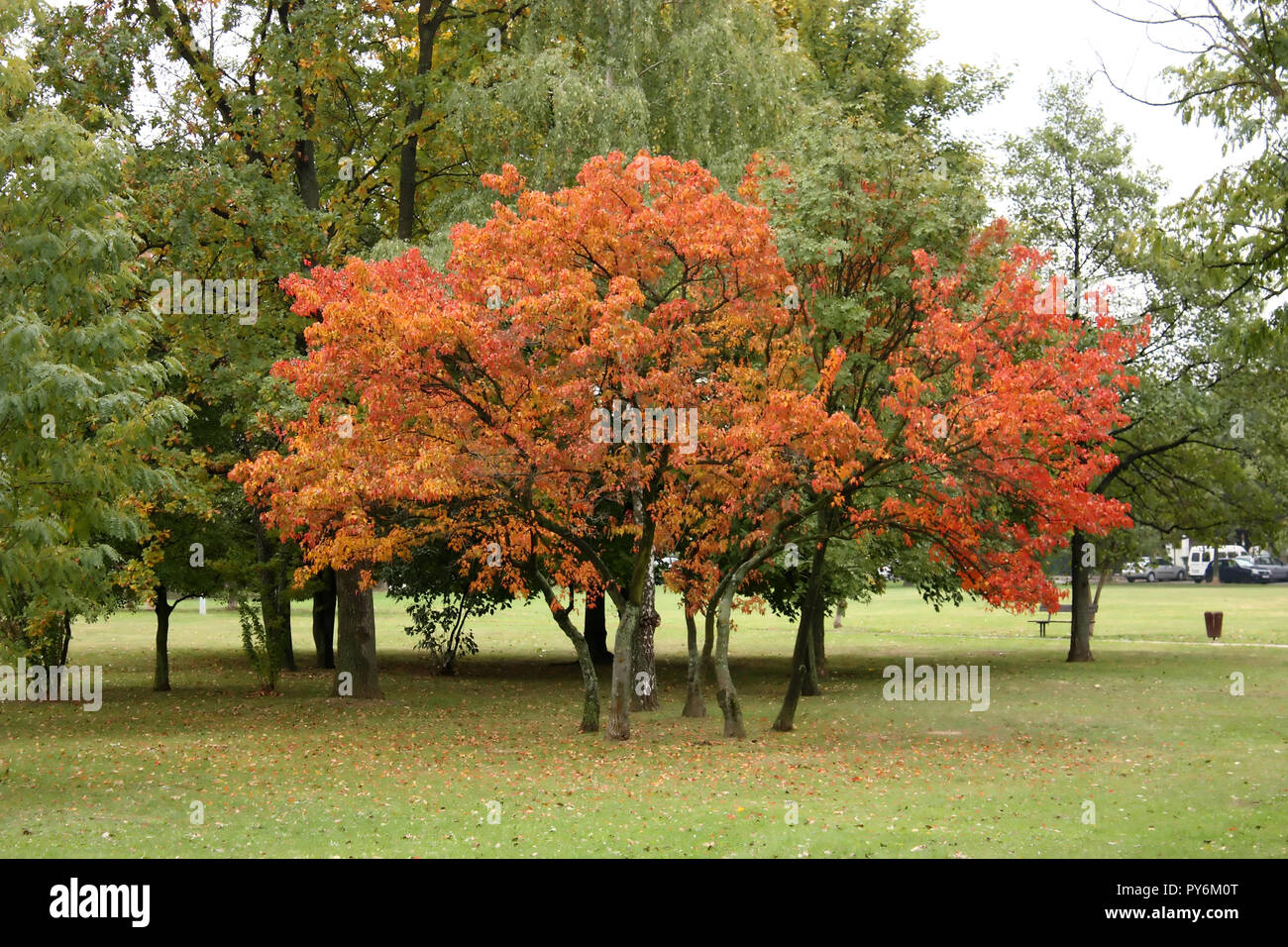 colorful orange tree in front of tree with green foliage Stock Photo ...