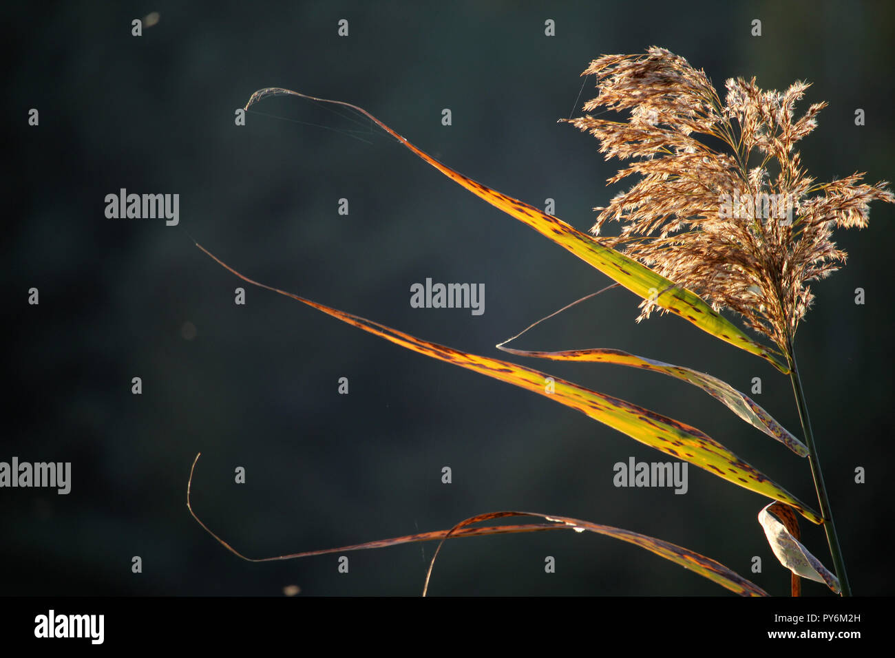 Yellow reed flower hi-res stock photography and images - Alamy