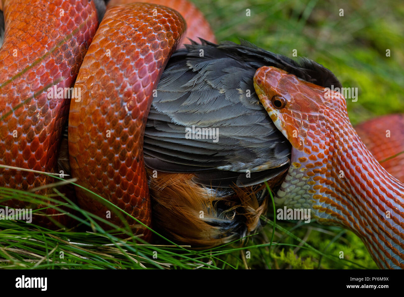 Snake coils hi-res stock photography and images - Alamy