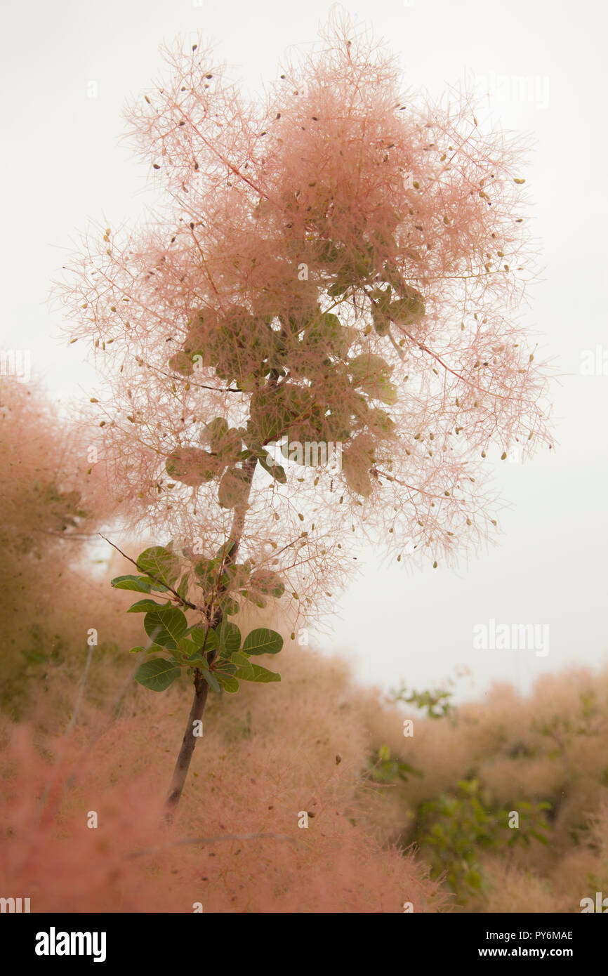 Flowers/plants in Croatia Stock Photo - Alamy