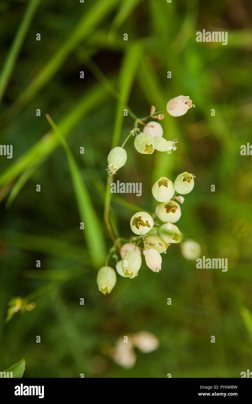 Flowers/plants in Croatia Stock Photo - Alamy