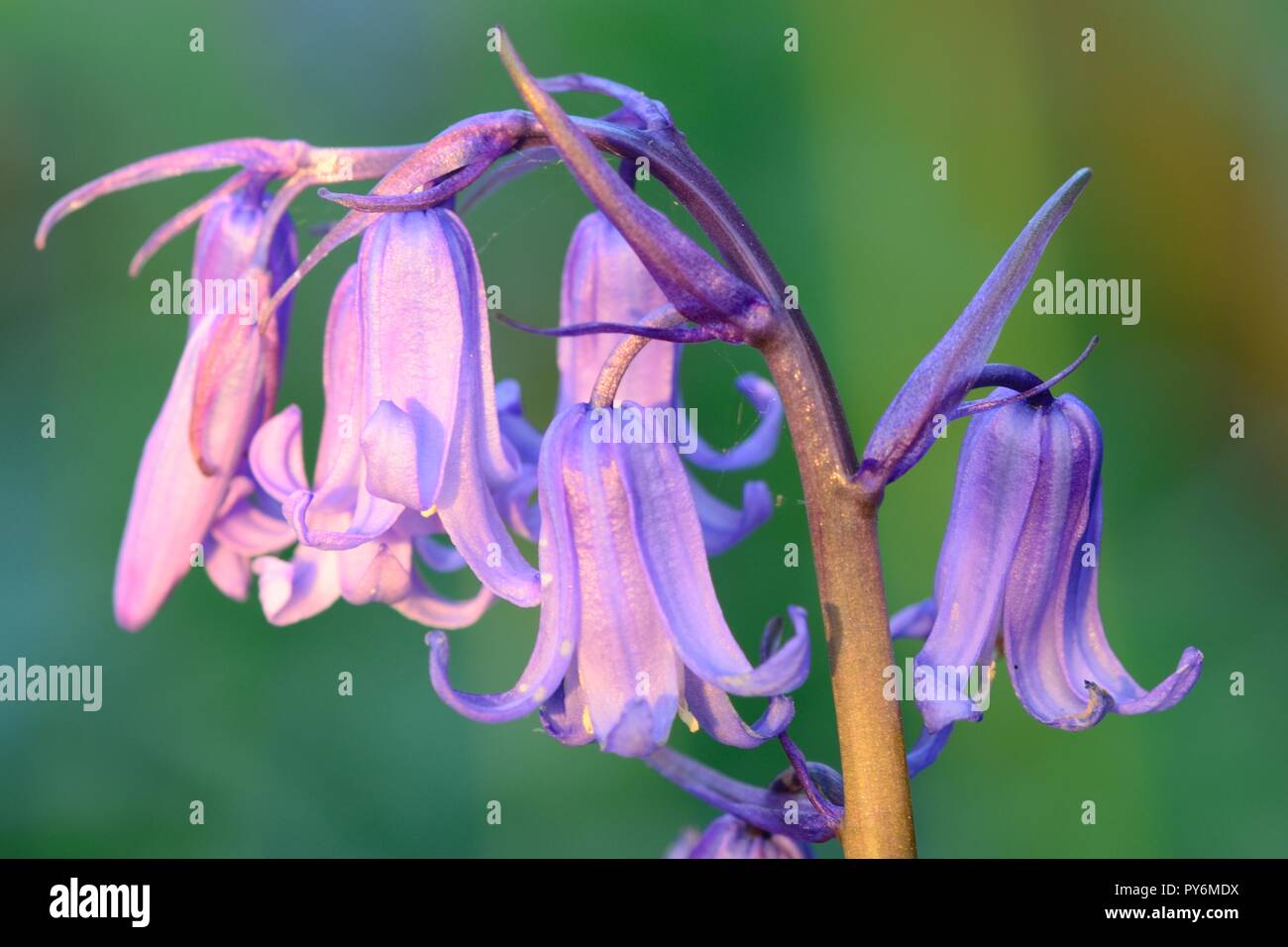 Single bluebell macro hi-res stock photography and images - Alamy