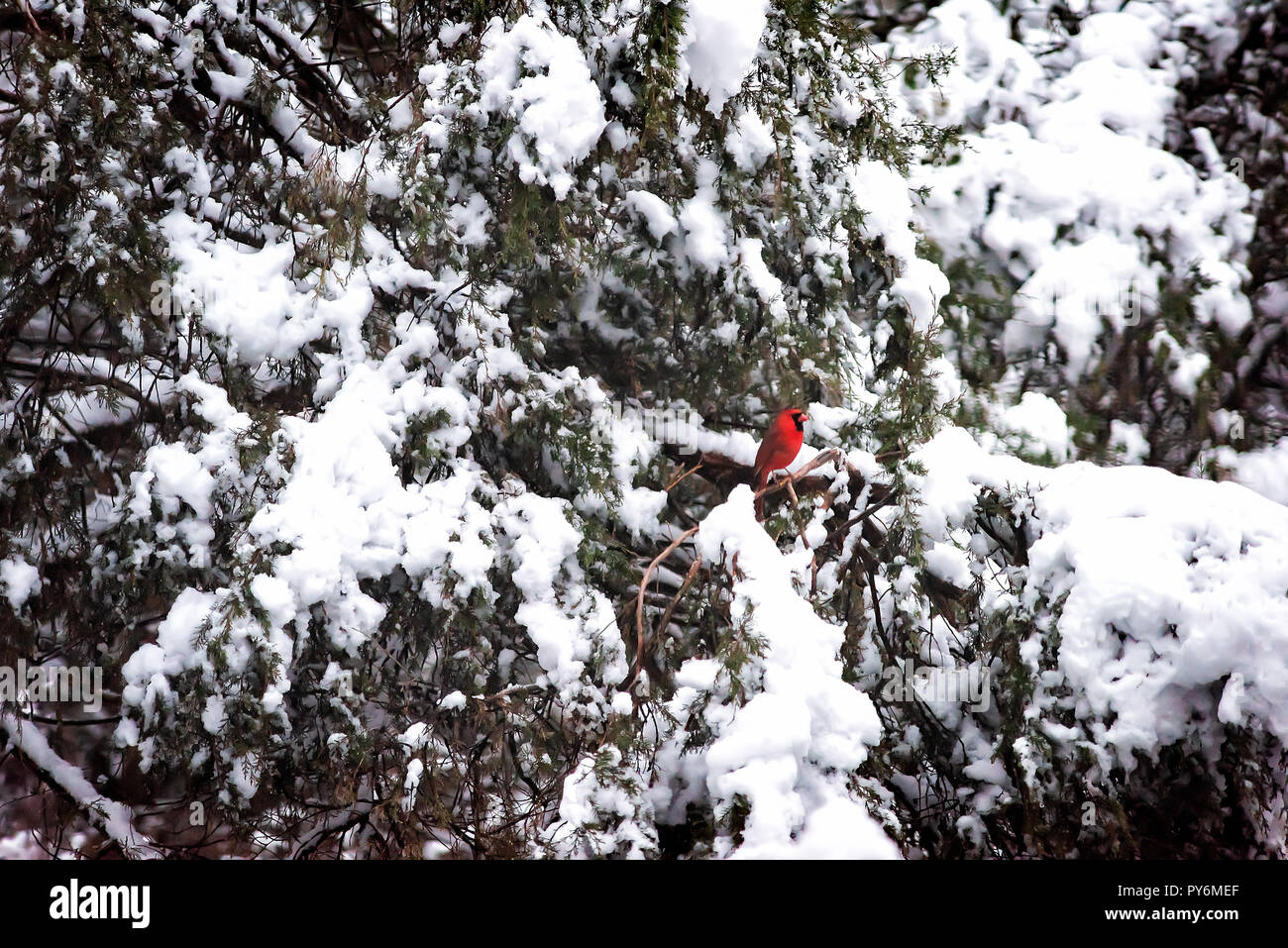 One red northern cardinal, Cardinalis, bird perched far distant on tree ...