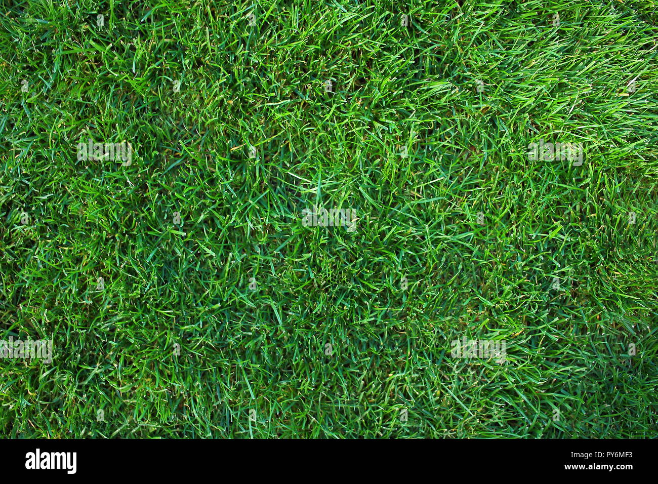 Green short cut grass lawn texture, background Stock Photo - Alamy