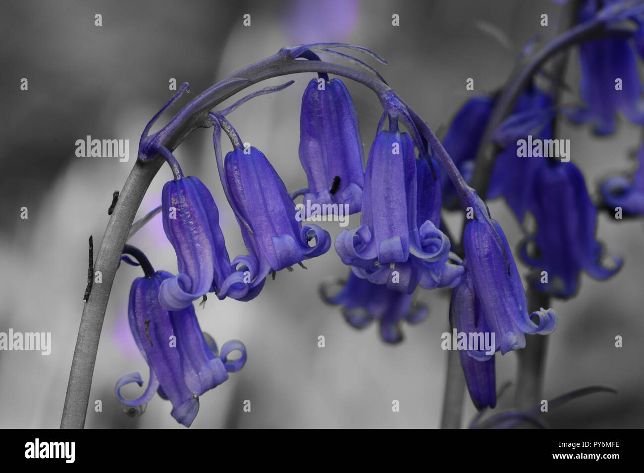 Selective colour selective color hi-res stock photography and images ...