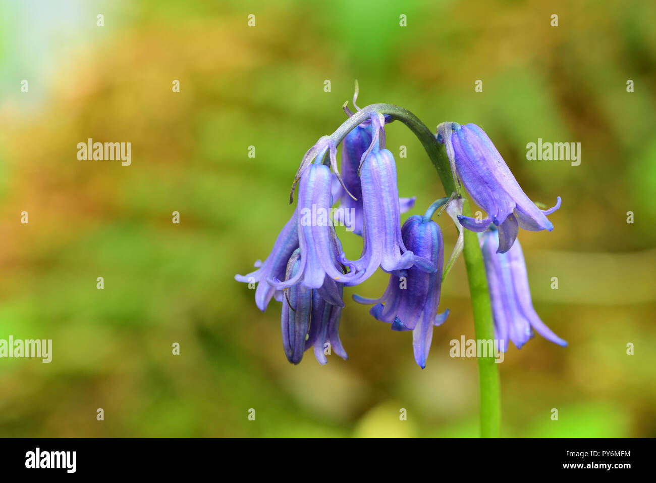 Close up of a single bluebell flower in bloom Stock Photo - Alamy