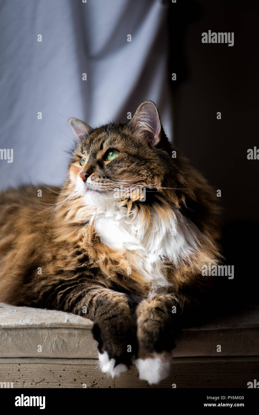 Big Large Maine coon calico cat resting on chair indoors inside house ...