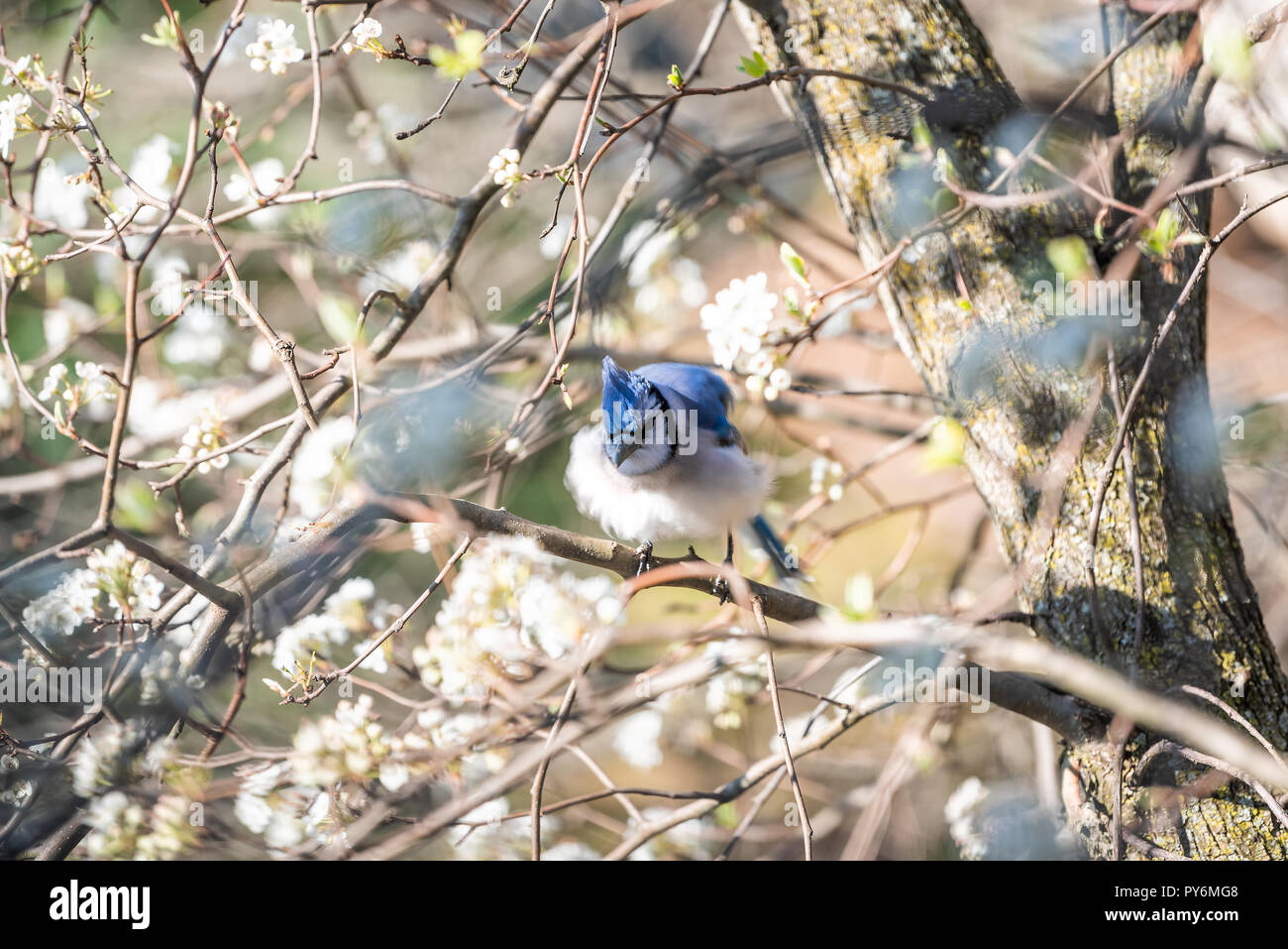 Fluffing hi-res stock photography and images - Alamy