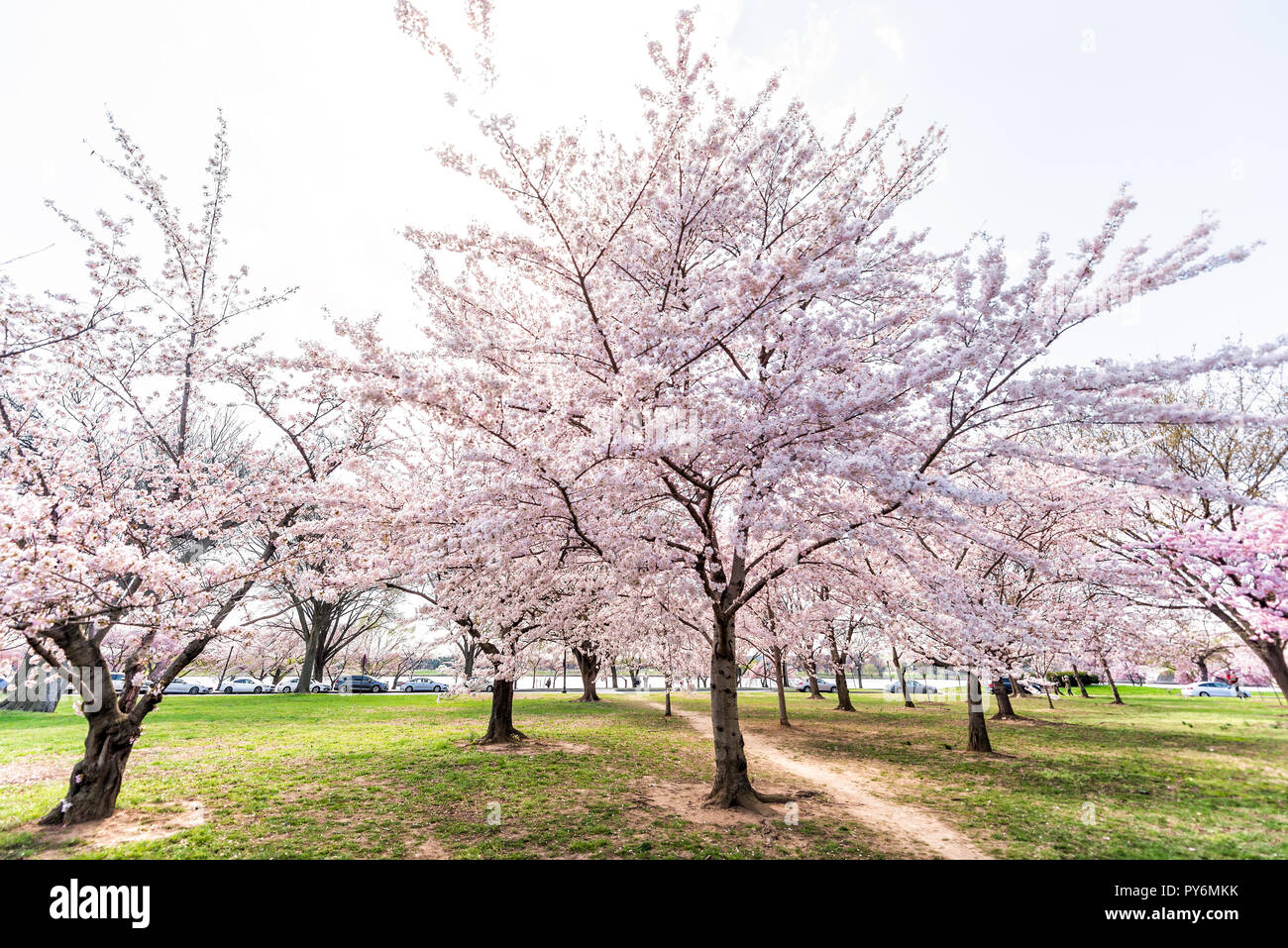 Washington DC, Cherry blossom sakura trees in spring with pink flower ...