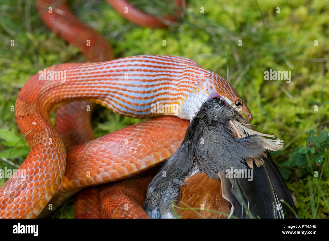 American robin impressive bird hi-res stock photography and images - Alamy