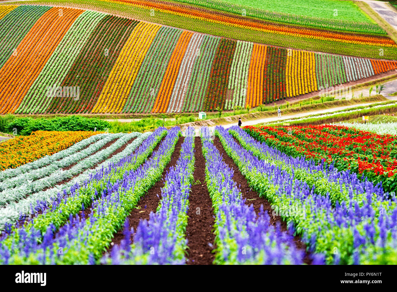 colorful rows of flowers in outdoor garden Stock Photo - Alamy
