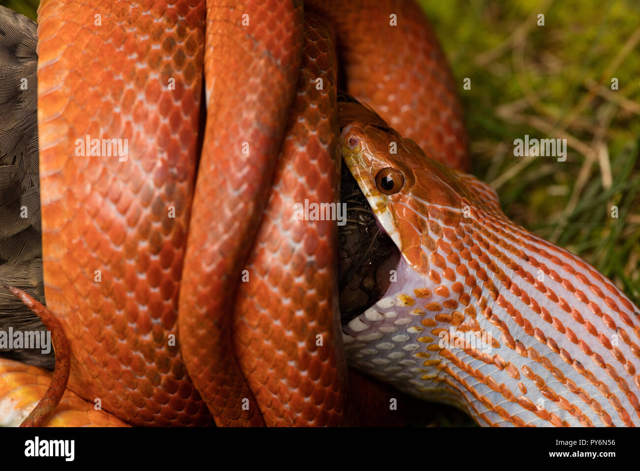 Quadrate bone hi-res stock photography and images - Alamy