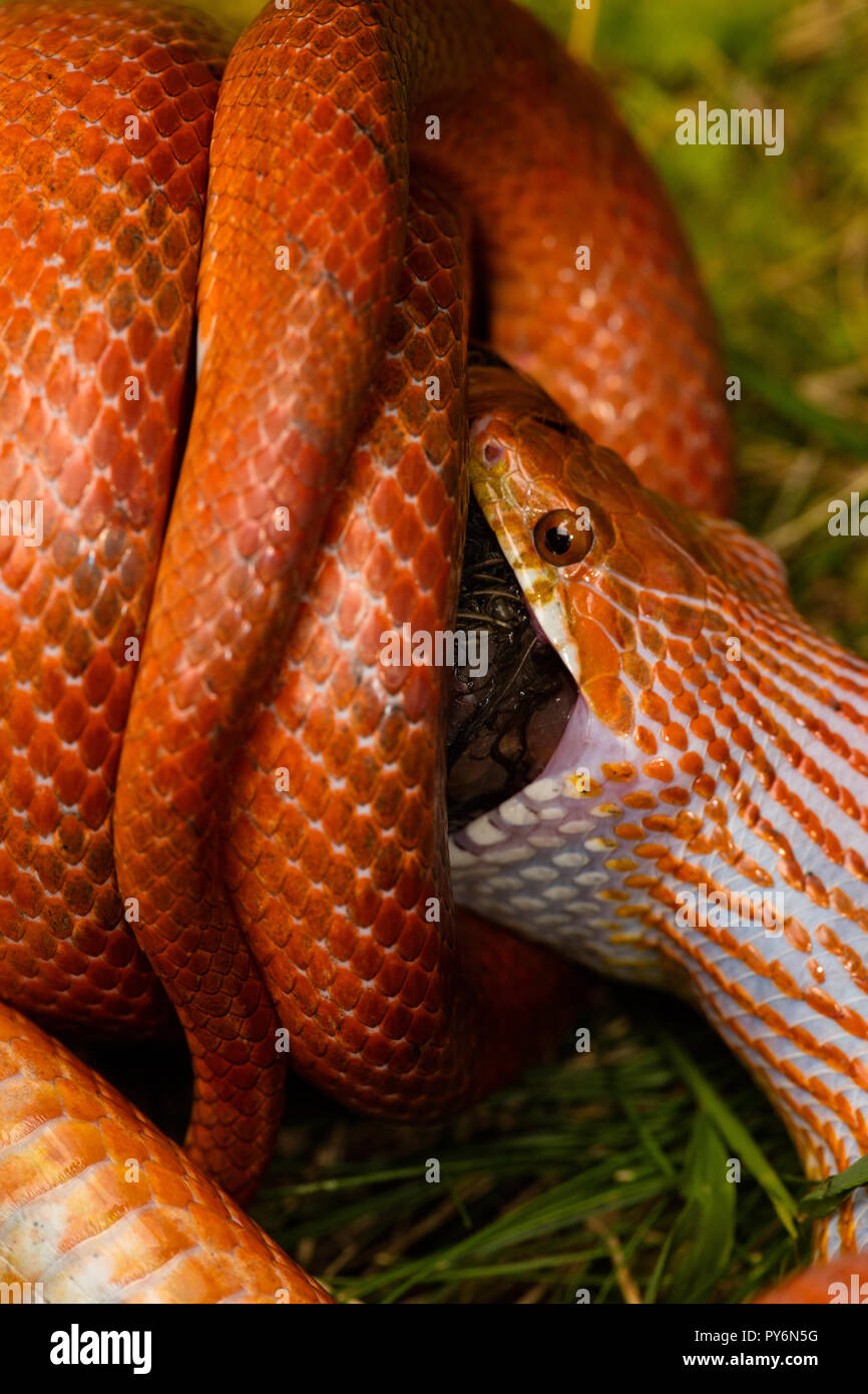 American robin impressive bird hi-res stock photography and images - Alamy