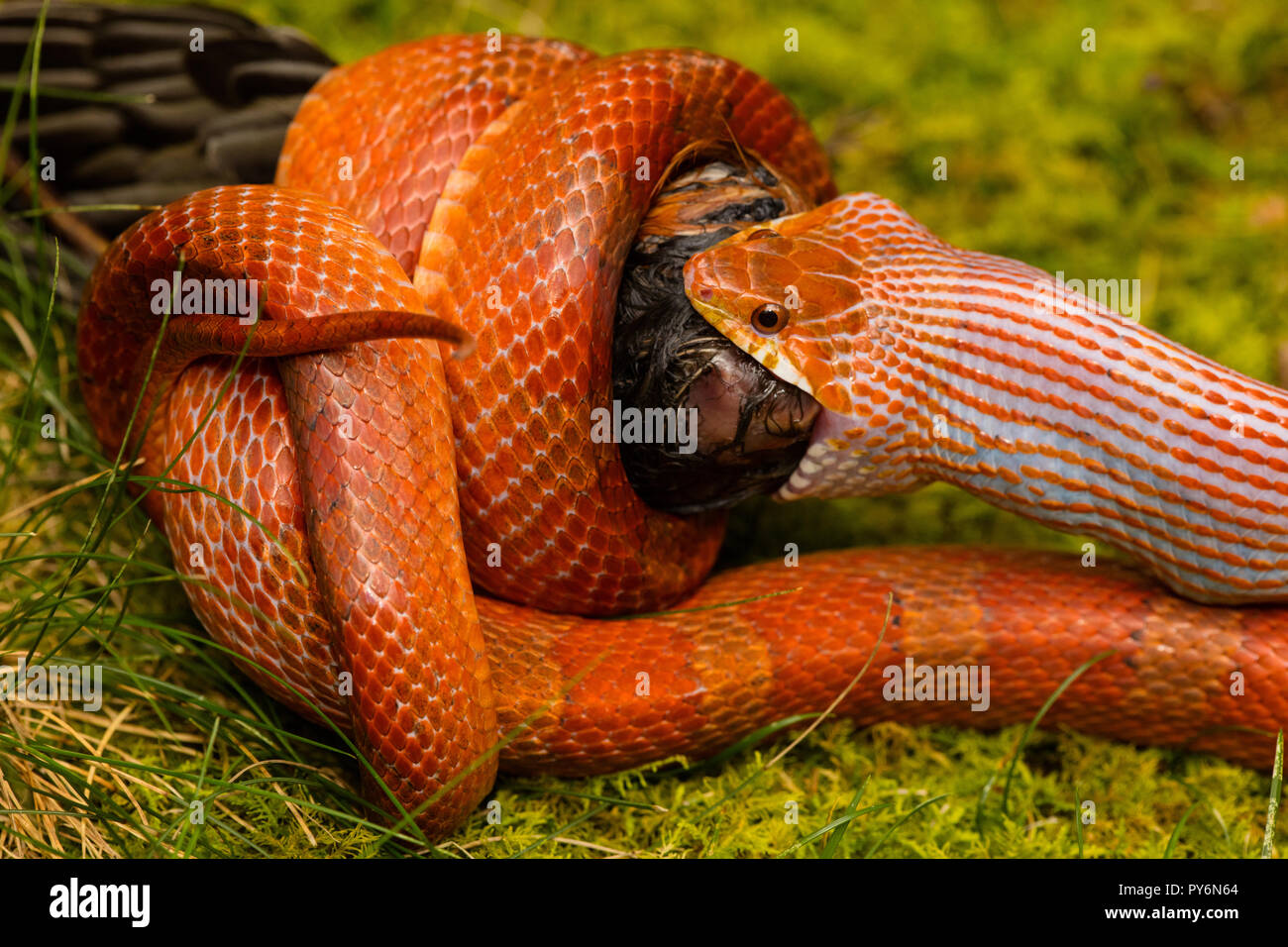 American robin impressive bird hi-res stock photography and images - Alamy