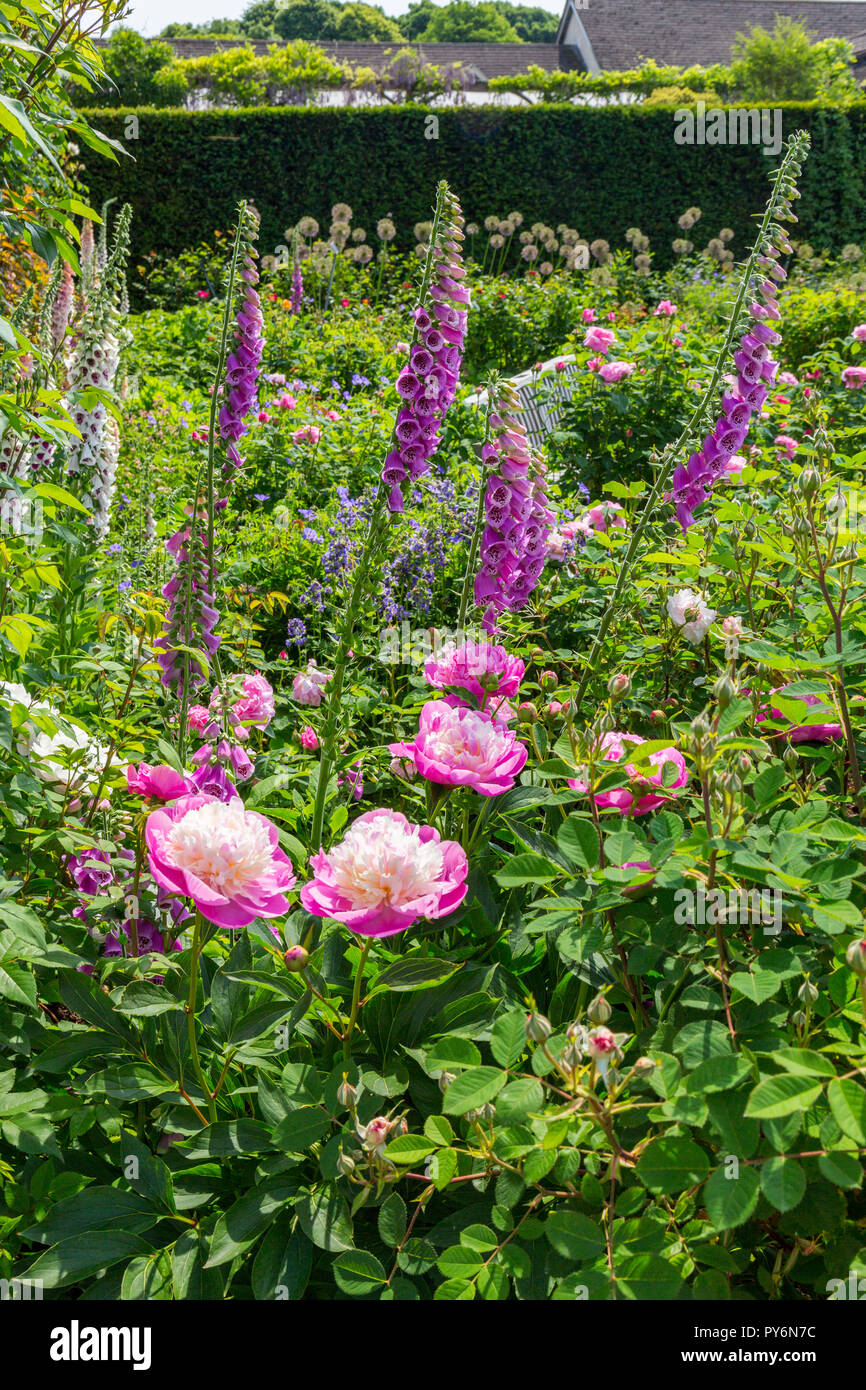 A colourful herbaceous border containing a mixture of foxgloves ...