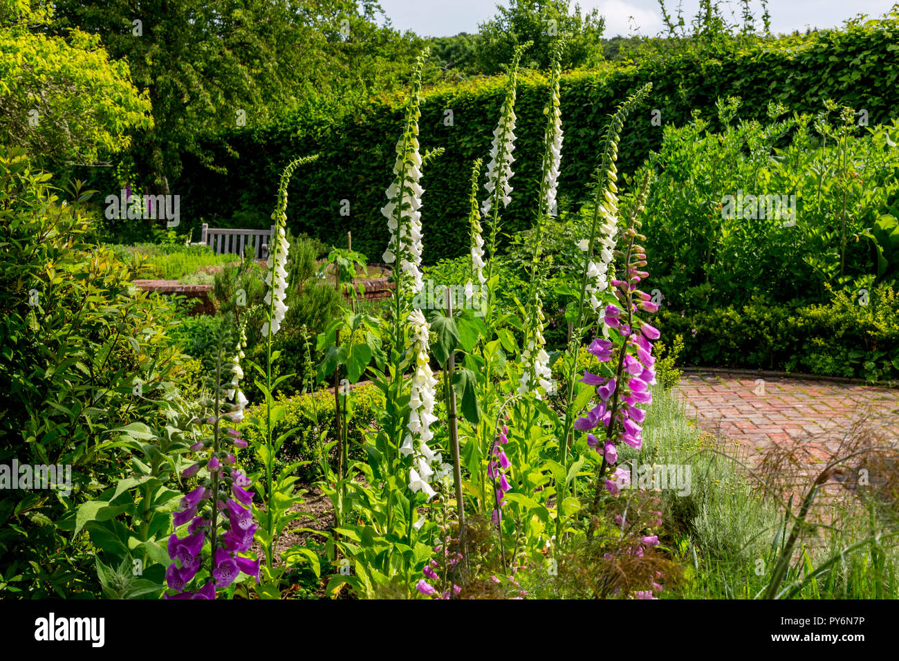 Border with foxgloves hi-res stock photography and images - Alamy