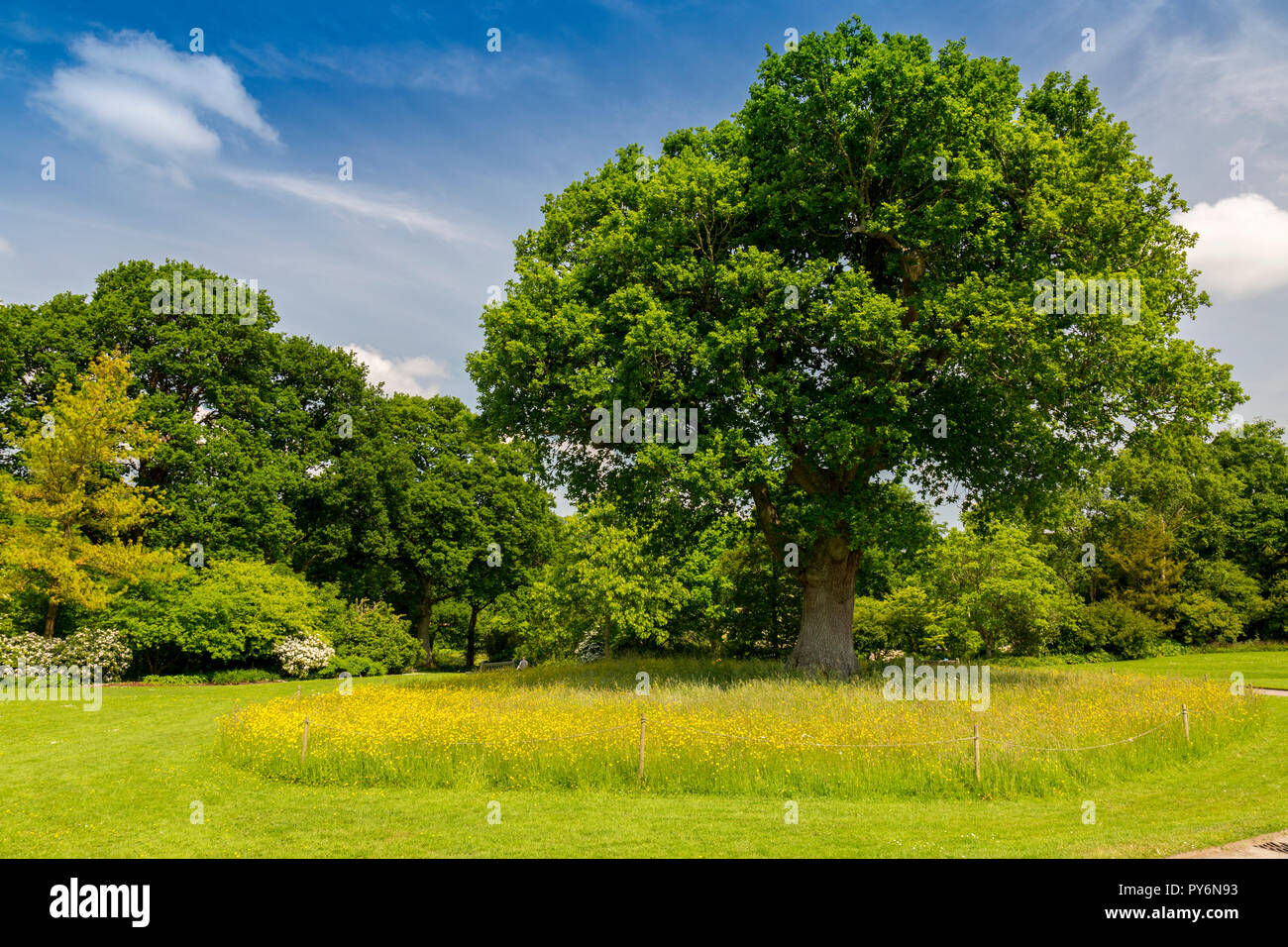 Oak tree flower hi-res stock photography and images - Alamy