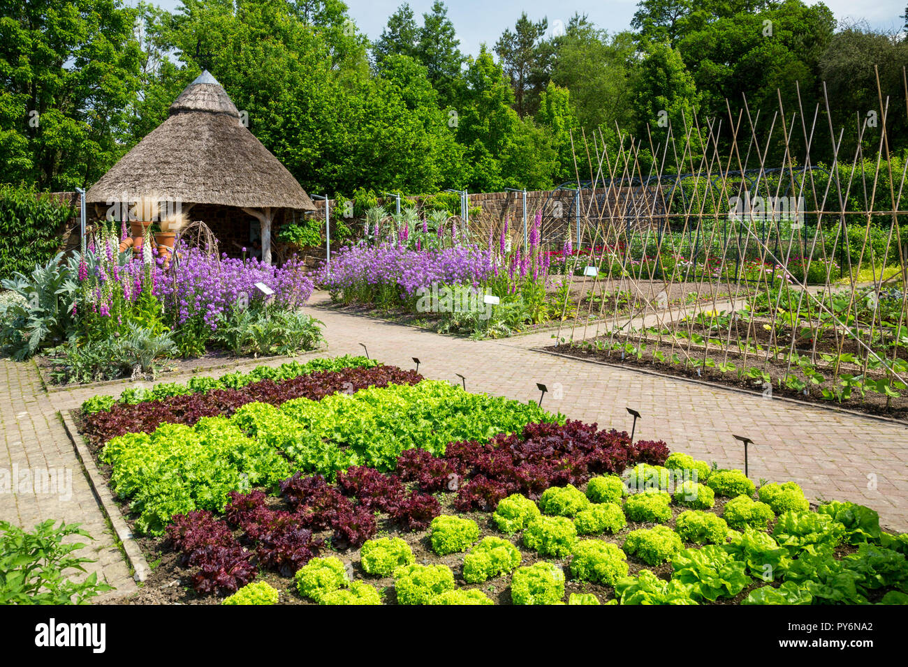 Vegetable garden rows hi-res stock photography and images - Alamy