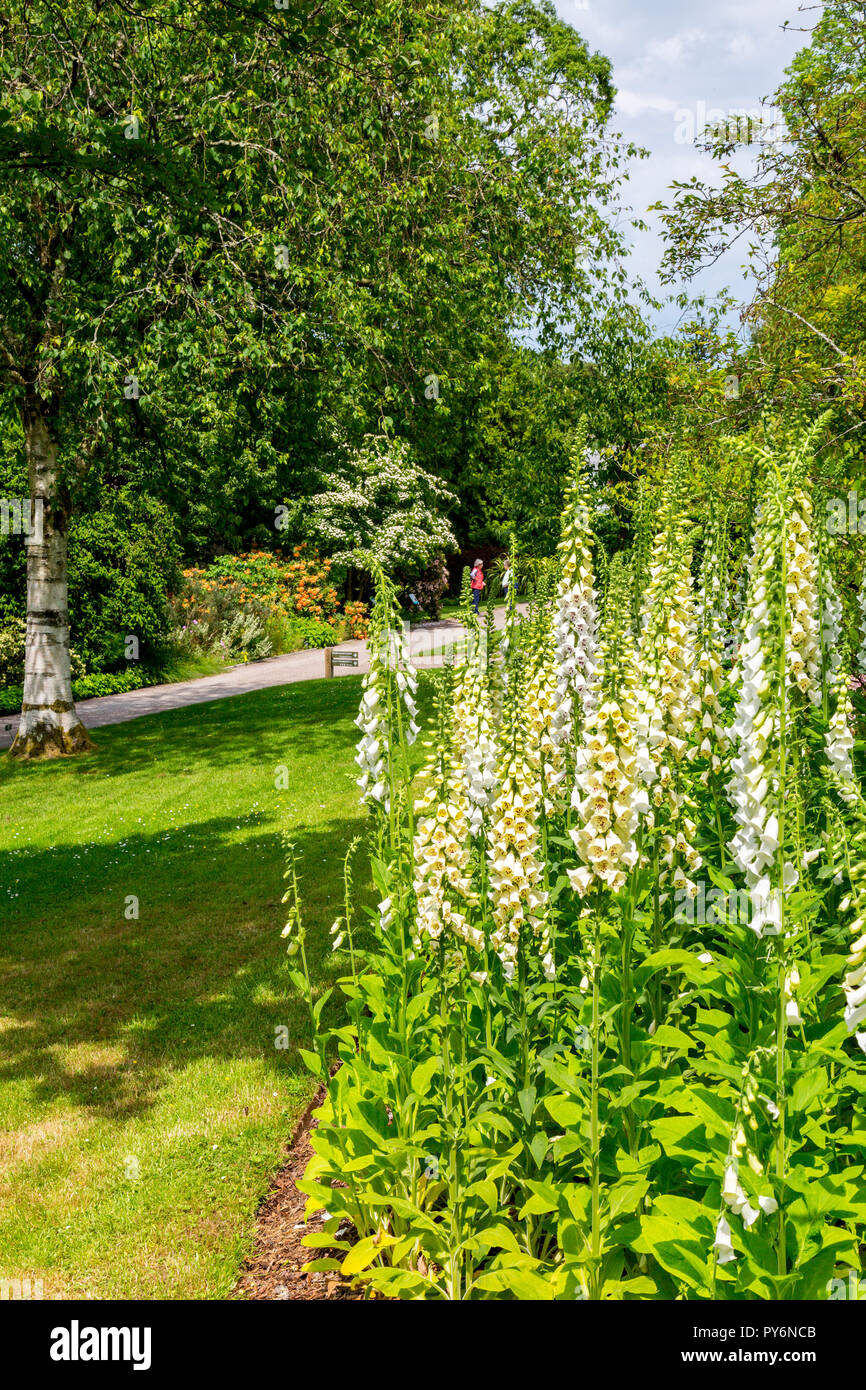 Digitalis spp hi-res stock photography and images - Alamy