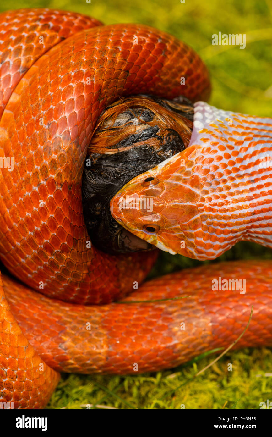 Quadrate bone hi-res stock photography and images - Alamy