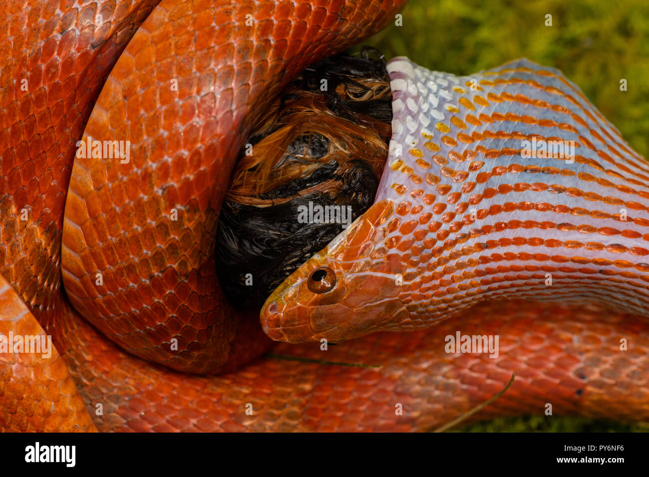 American robin impressive bird hi-res stock photography and images - Alamy