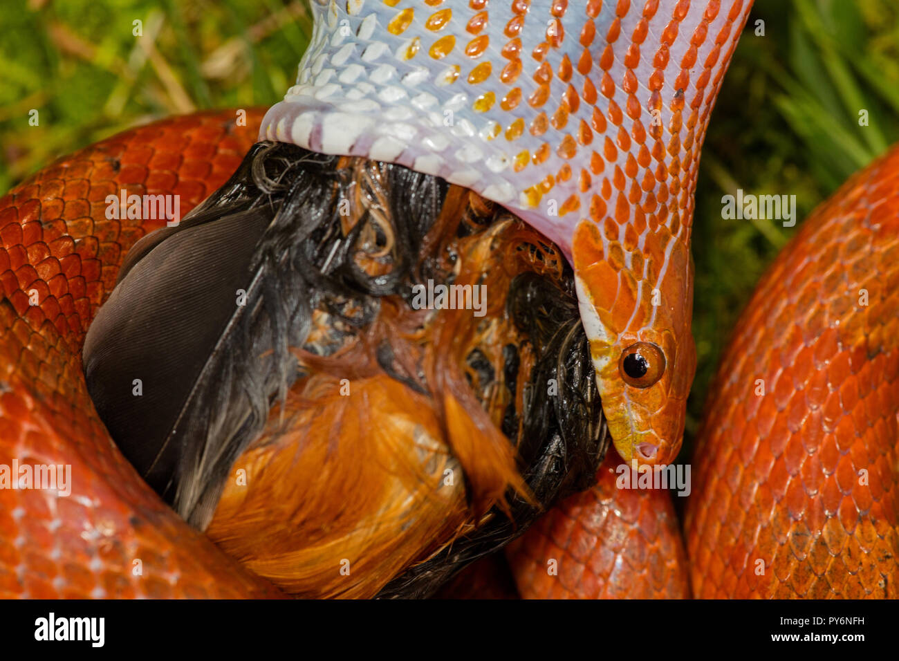 Corn snake, Pantherophis guttatus, attempting to eat American robin ...