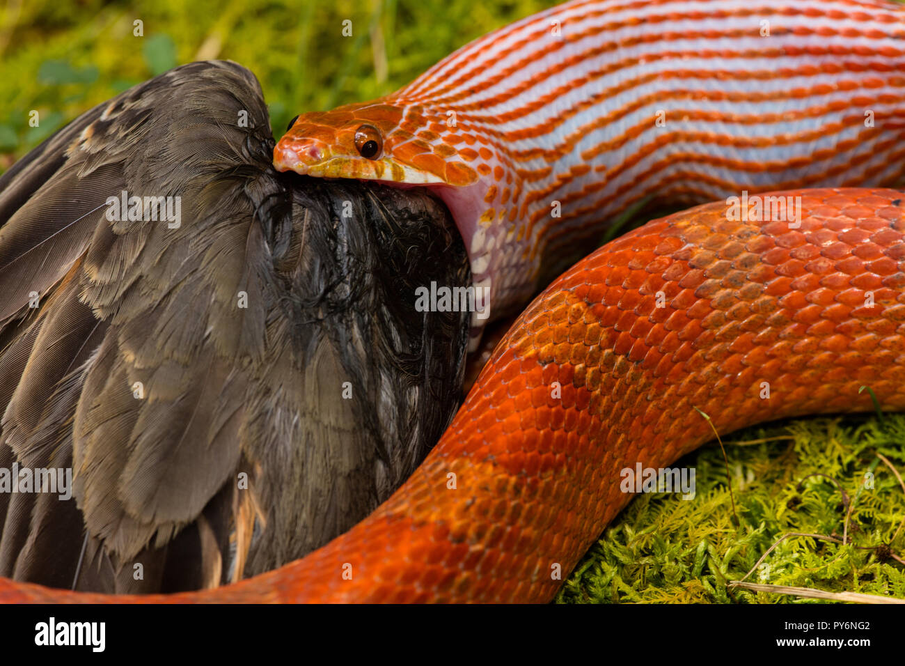 American robin impressive bird hi-res stock photography and images - Alamy