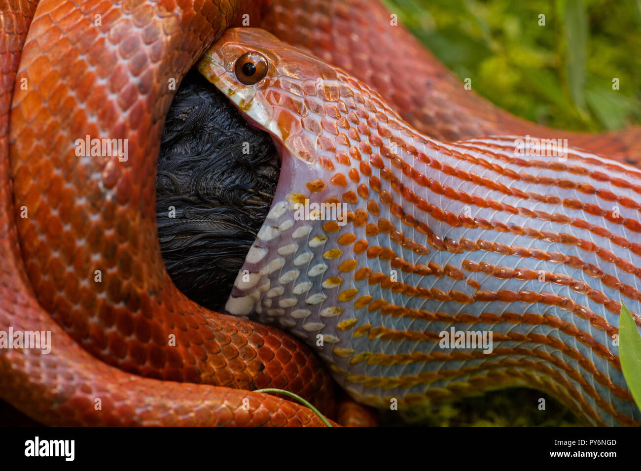 American robin impressive bird hi-res stock photography and images - Alamy