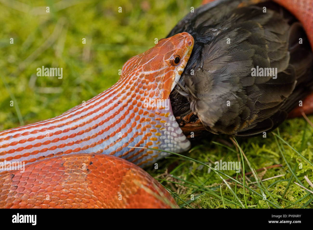 American robin impressive bird hi-res stock photography and images - Alamy