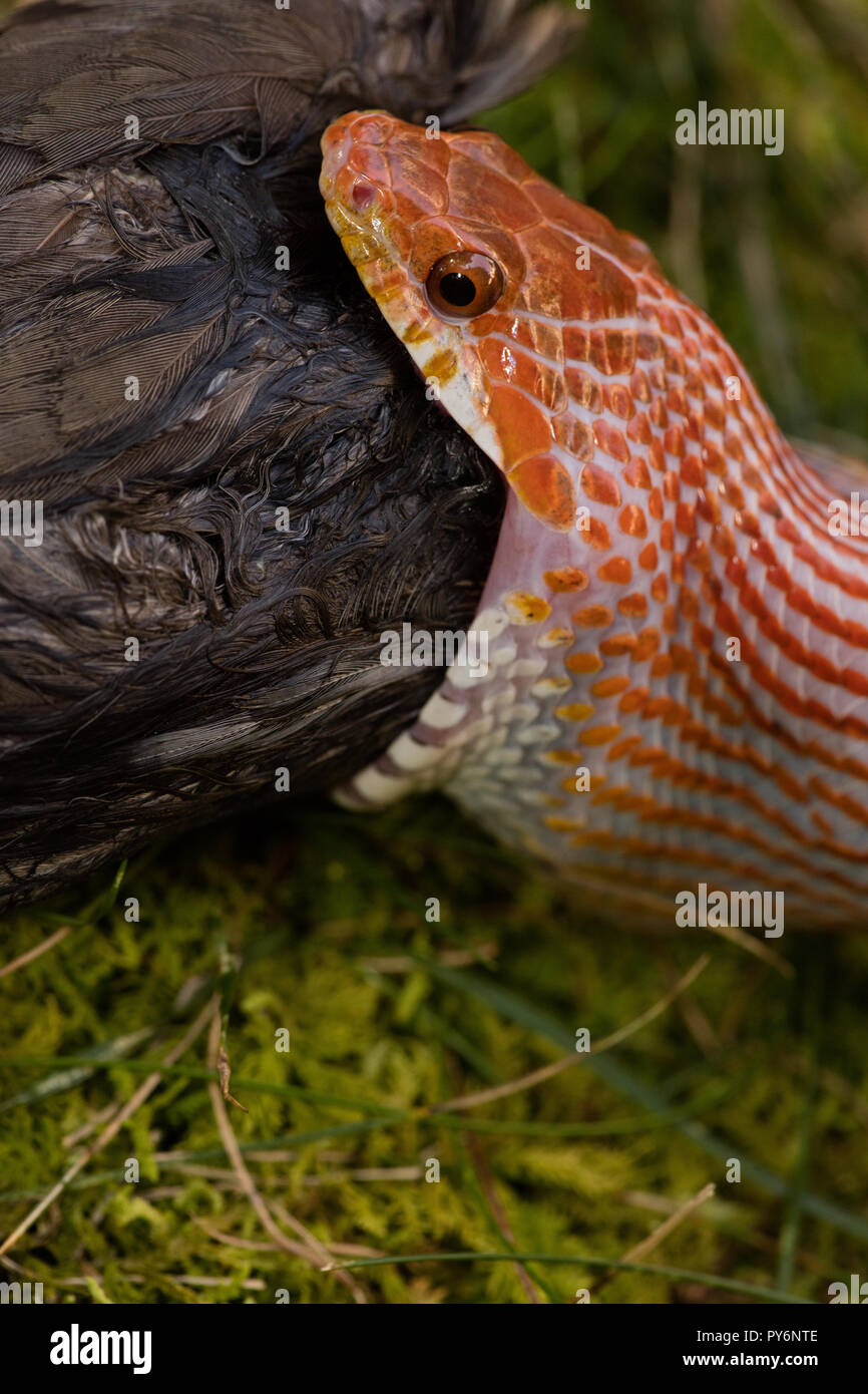 American robin impressive bird hi-res stock photography and images - Alamy