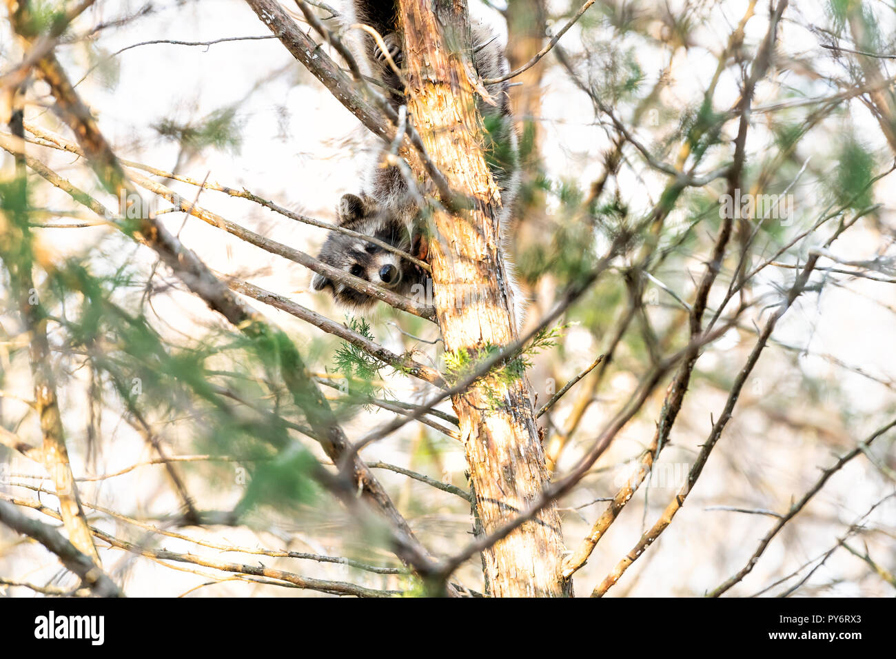 Scared, hiding one wild raccoon climbing pine tree trunk, foraging ...