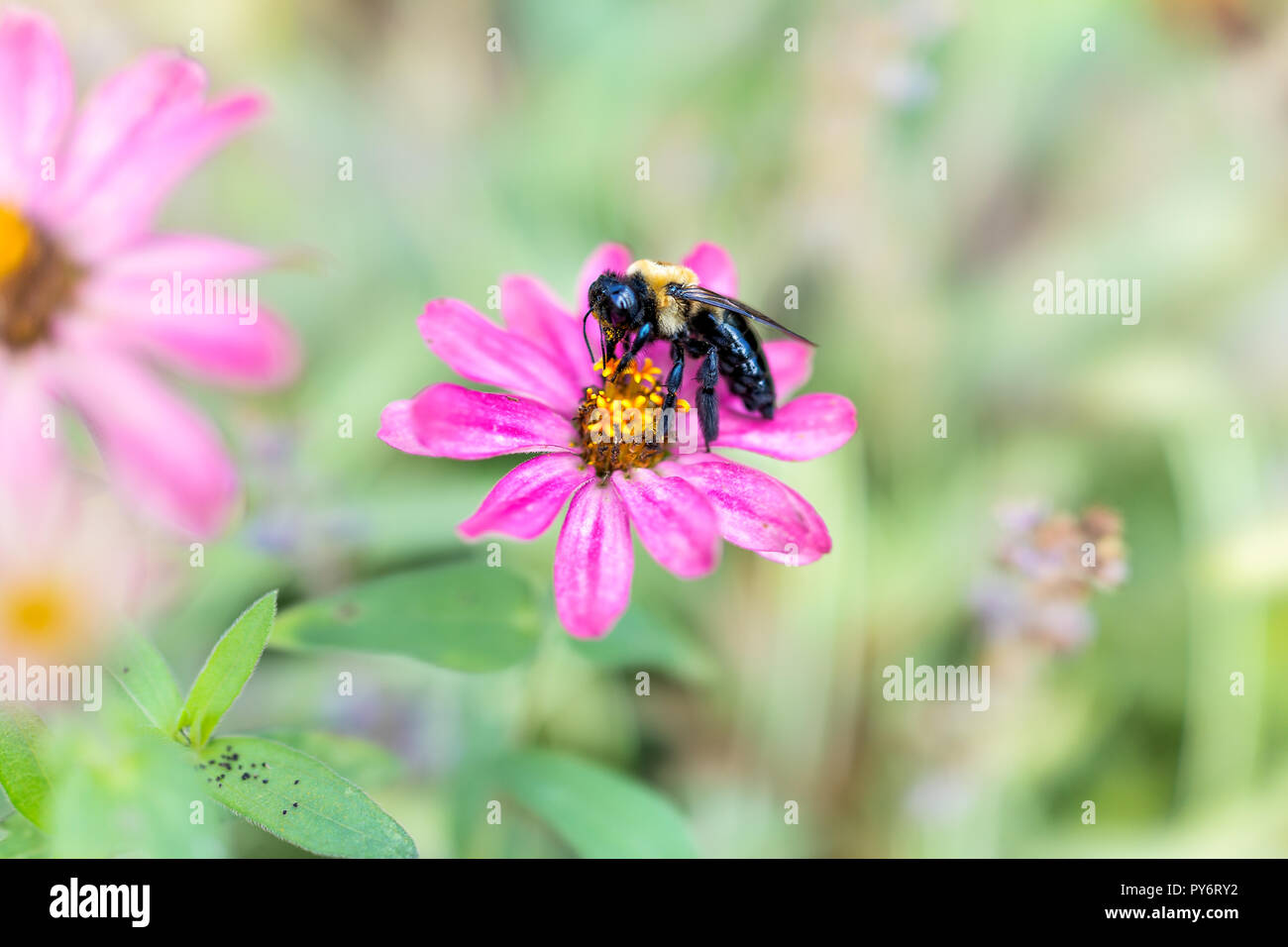 Macro closeup of carpenter bee collecting pollen from pink, purple ...