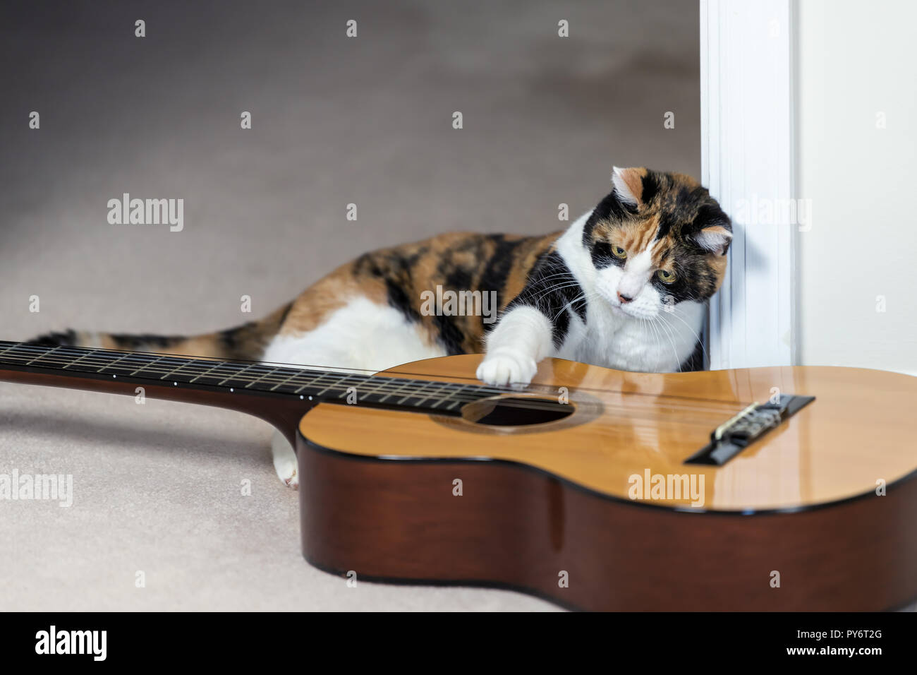 Funny female calico cat sitting, lying on carpet floor, looking at ...