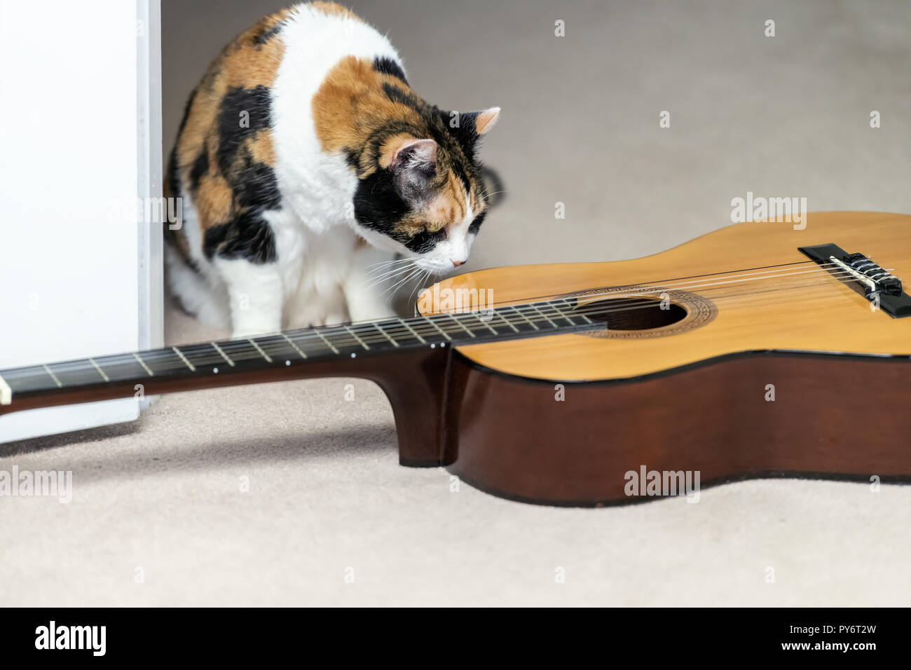 Funny sniffing hi-res stock photography and images - Alamy