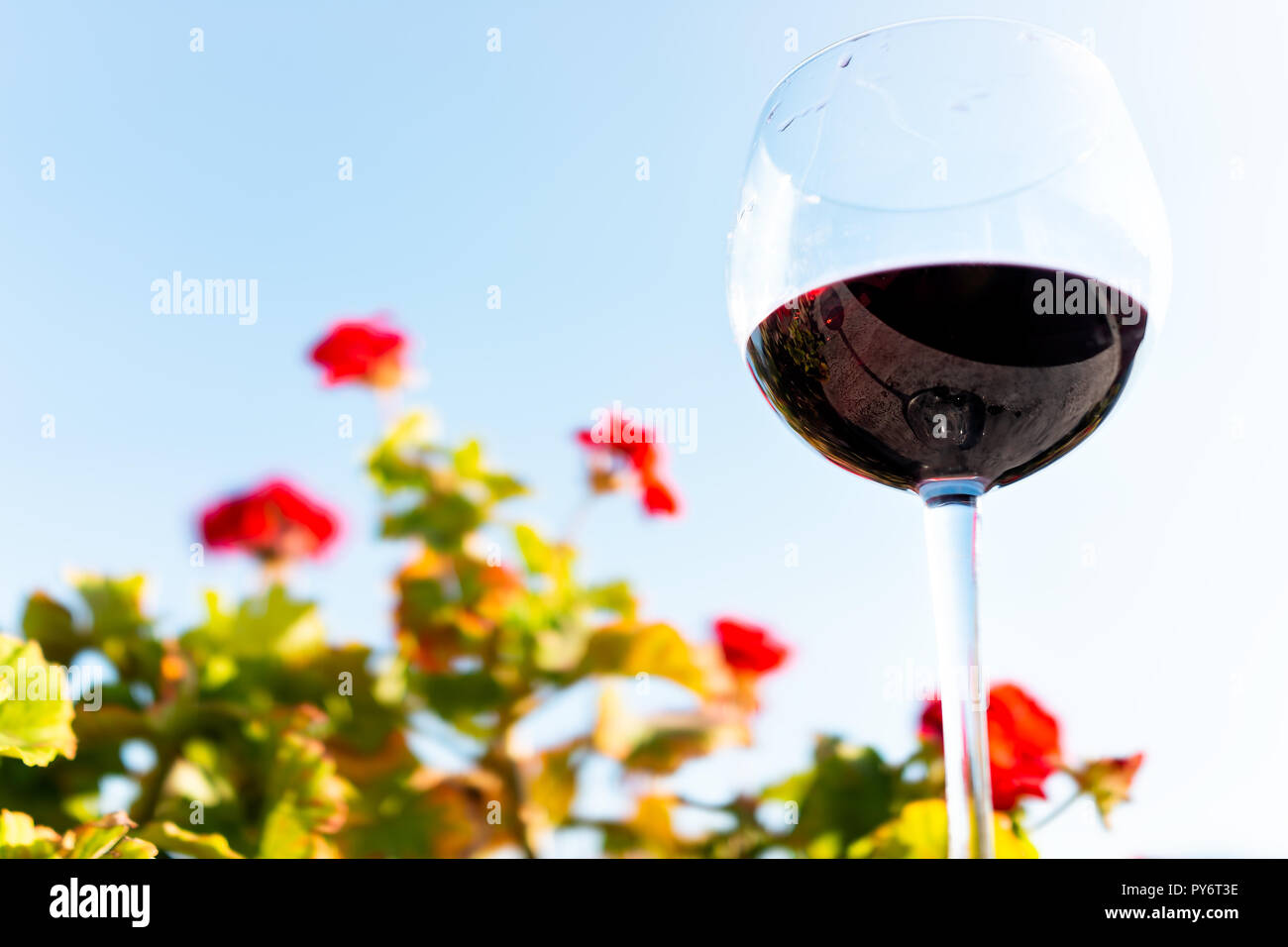 Macro closeup of glass of red wine, blue sky isolated looking up, red ...