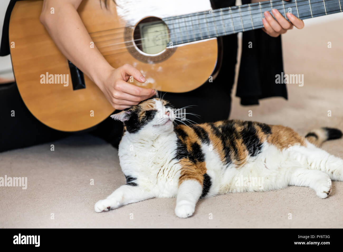 Female, woman owner, person sitting on carpet floor, playing with hand ...
