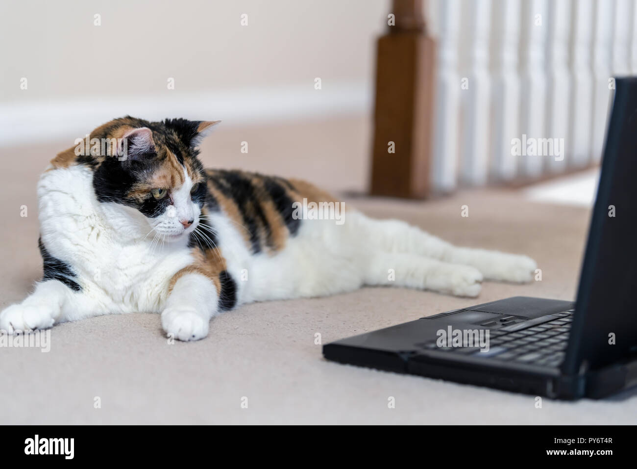 Cat computer screen hi-res stock photography and images - Alamy