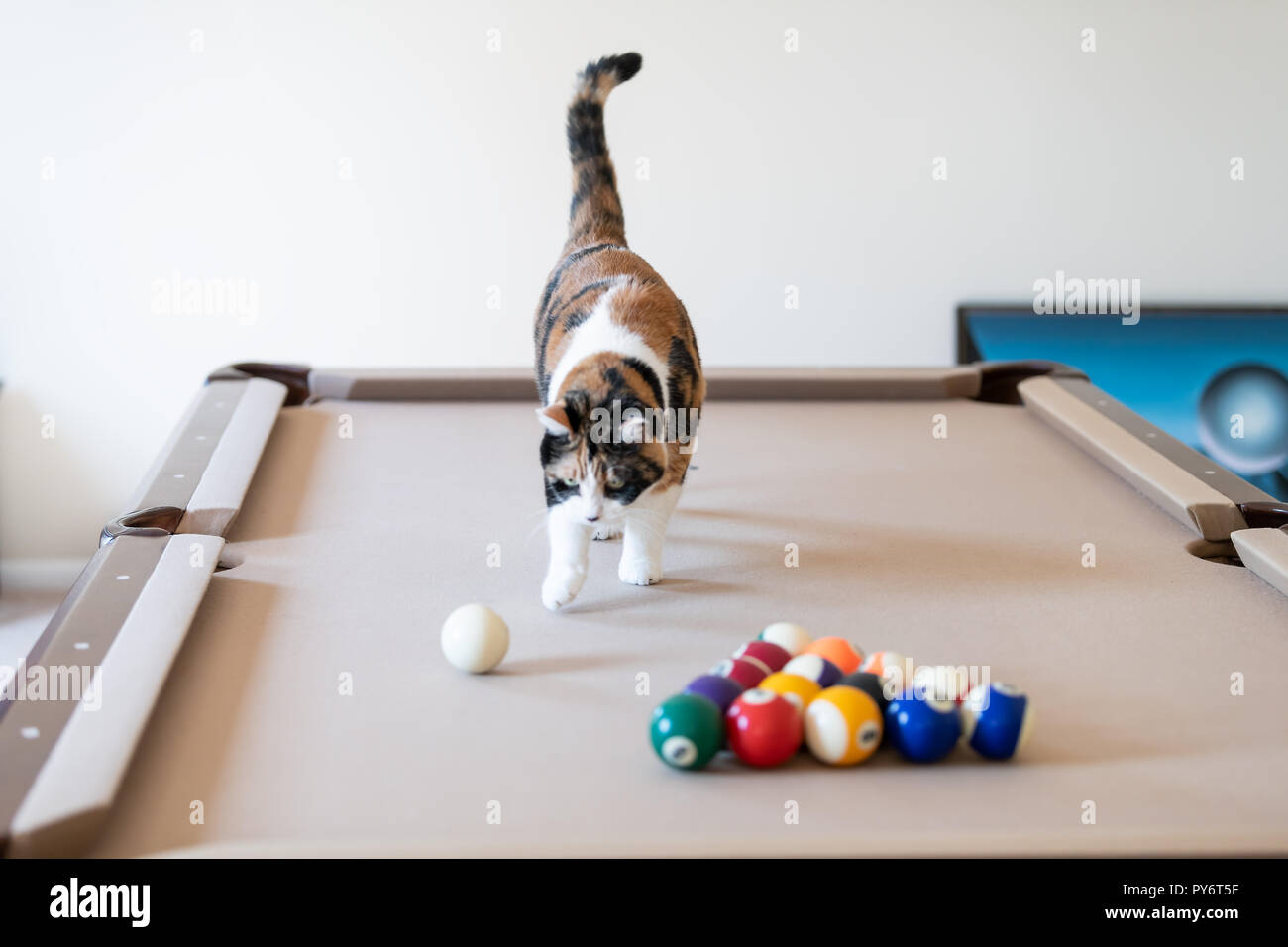 Curious calico cat walking on top of billiard, pool table, striking ...