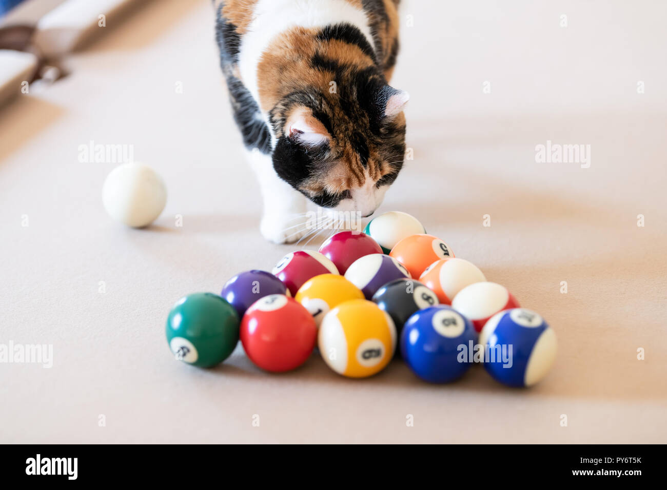 Closeup of curious calico cat standing on top of billiard, pool table ...
